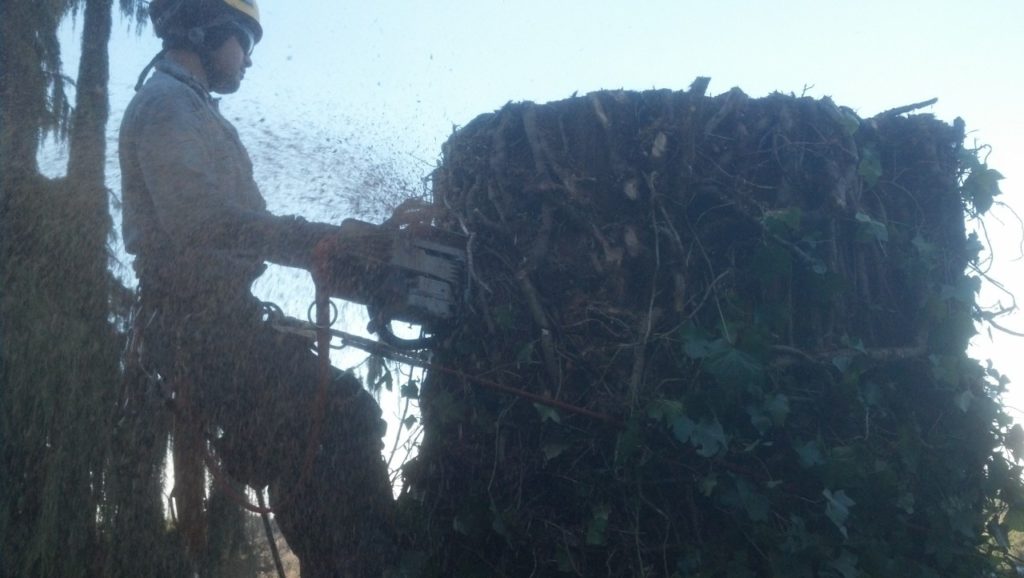 Tree Crown Reduction | Seattle, Bellevue & Tacoma | Pruning