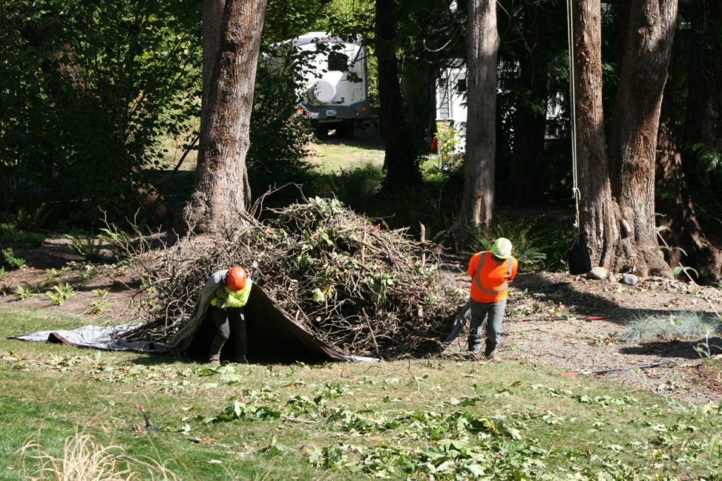 Storm Cleanup & Tree Removal | Seattle, Tacoma & Bellevue